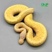 Banana Pastel Ball Python for sale online baby banana ball pythons for ...