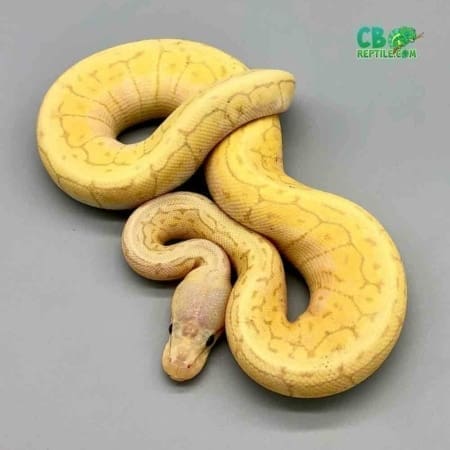 Banana Pastel Ball Python for sale online baby banana ball pythons for ...
