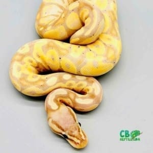 Banana Pastel Ball Python for sale online baby banana ball pythons for ...