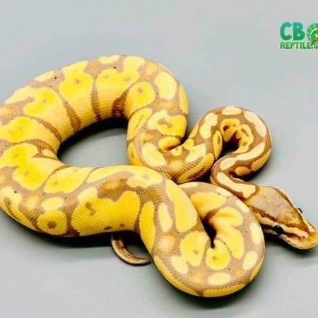 Spider Ball Python for sale online baby spider ball pythons for sale ...