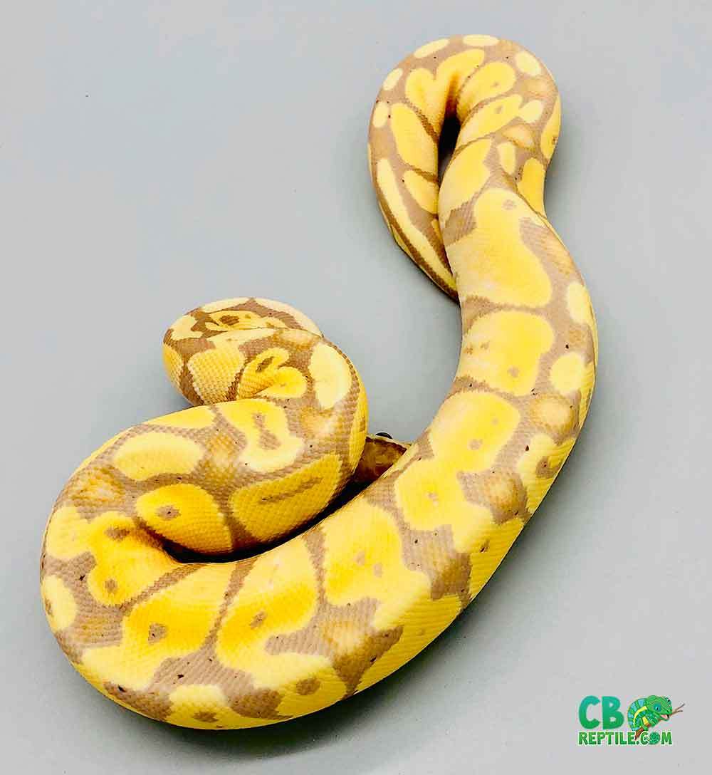 baby banana pastel ball python for sale | banana pastel ball python for ...