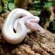 blue eyed leucistic ball python for sale | blue eye lucy ball for sale