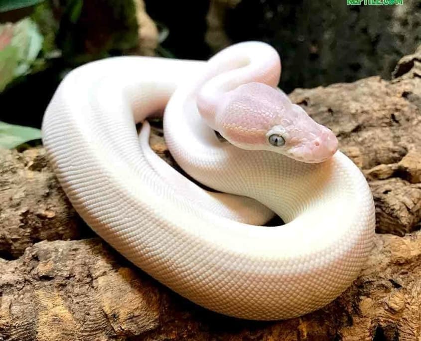 blue eyed leucistic ball python for sale blue eye lucy ball pythons for ...