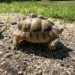 Egyptian tortoise for sale | baby Kleinmann's tortoises for sale