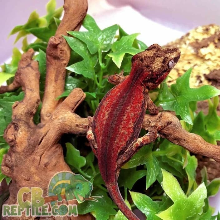 Satanic leaf tail gecko for sale | baby | juvenile baby leaf tail geckos