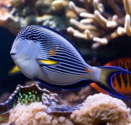 Saltwater fish for sale online | Buy Marine fish for sale from online ...