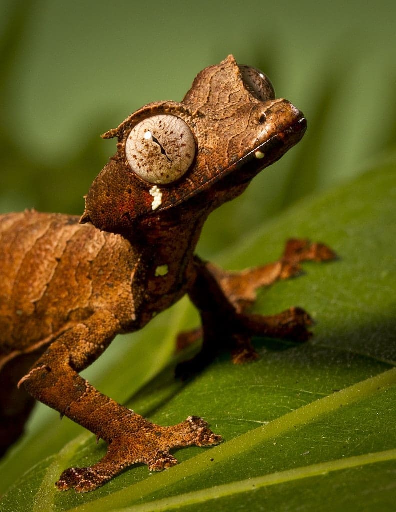 Satanic leaf tail gecko for sale | baby | juvenile baby leaf tail geckos Satanic leaf tail gecko for sale | baby | juvenile baby leaf tail geckos