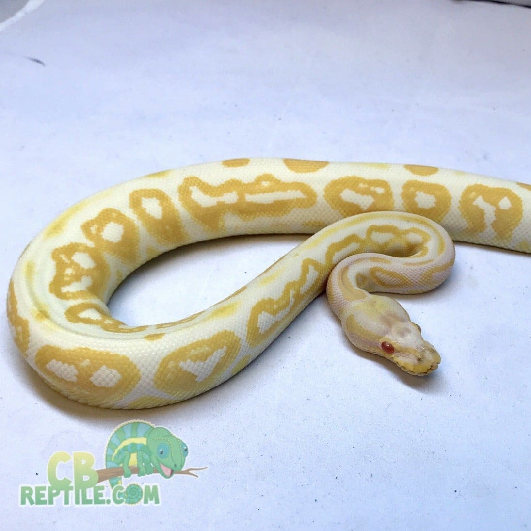 albino enchi male ball python for sale from the best ball python breeders