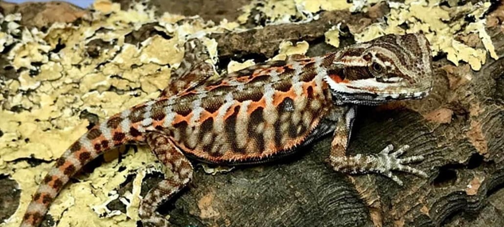 Bearded dragon lifespan | how long does a bearded dragon live?