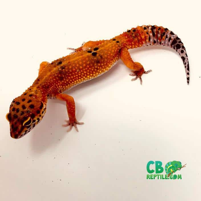 Leopard Gecko Behavior & Body Language | CB Reptile
