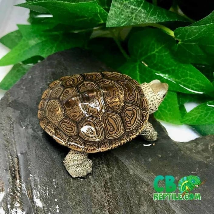 Turtles for sale near me baby aquatic water turtles for sale online
