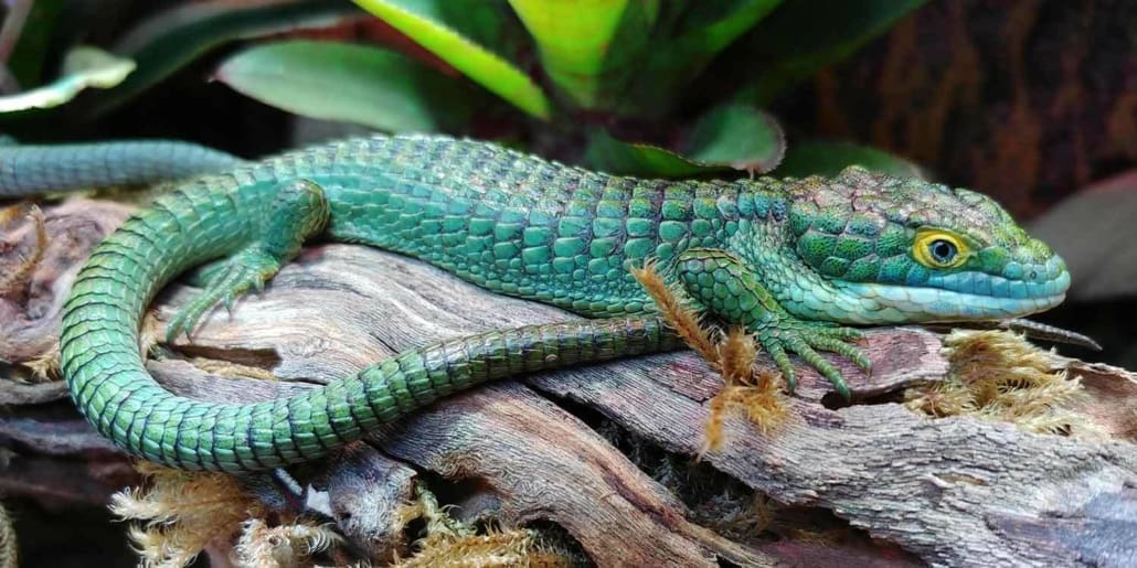 Abronia Graminea for sale | Mexican Aligator for sale | baby Abronia sale