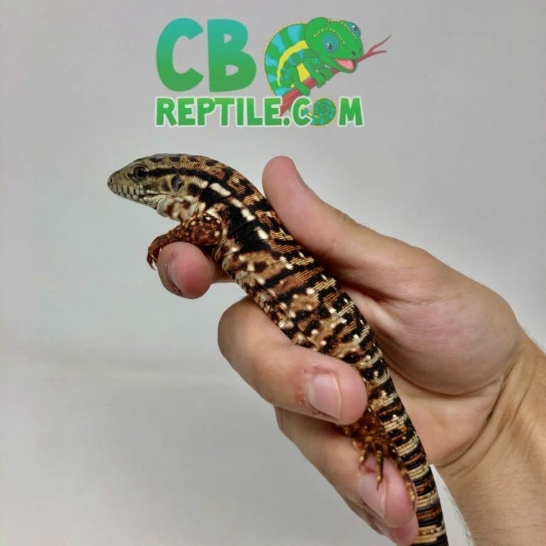Argentine Red Tegu for sale | baby argentine tegus for sale