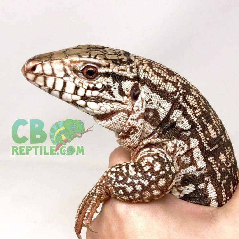 Argentine Tegu Care Sheet - CB Reptile | Geckos for sale | Chameleons ...
