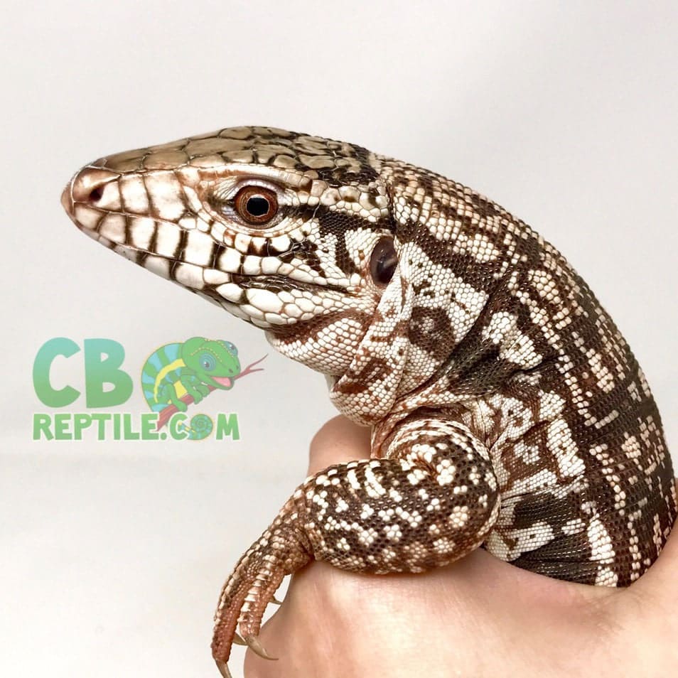 Argentine Tegu diet | What do Argentine tegus eat? The best food for tegus