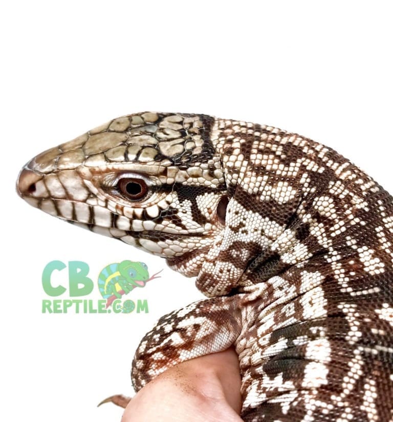 Argentine Tegu diet | What do Argentine tegus eat? The best food for tegus