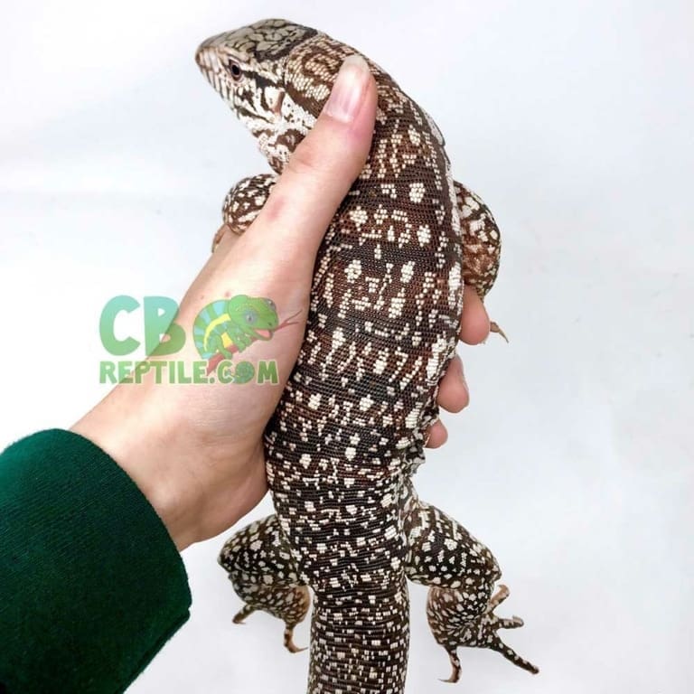 Argentine Red Tegu for sale | baby argentine tegus for sale
