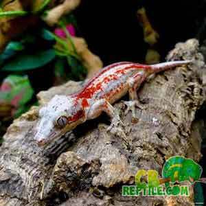 geckos for sale online | baby gecko for sale near me gecko breeder