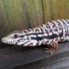 Argentine Red Tegu for sale | baby argentine tegus for sale