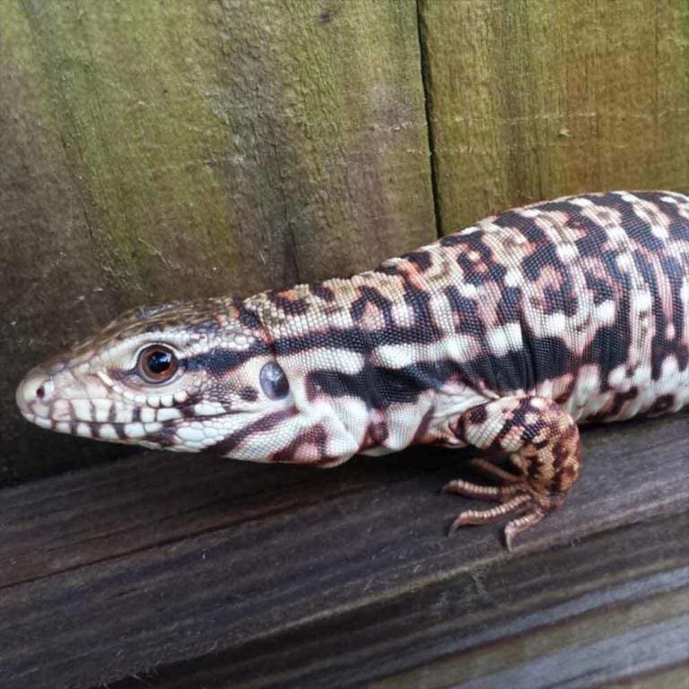 Argentine Red Tegu for sale | baby argentine tegus for sale