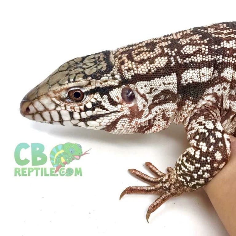 Argentine Red Tegu for sale | baby argentine tegus for sale