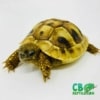 Small Tortoise for sale | Medium tortoises | Giant tortoise for sale