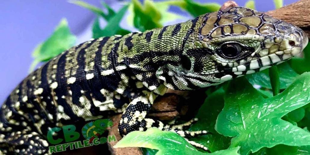 Argentine Tegu diet | What do Argentine tegus eat? The best food for tegus