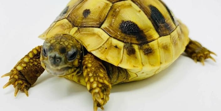 Hermann's tortoise care sheet | Hermanns tortoise care guide | diet habitat
