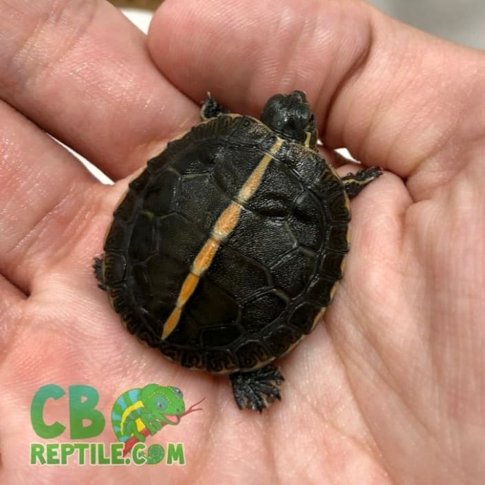 Southern Painted turlte for sale | baby Southern Painted turtles