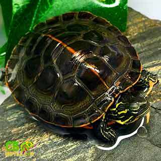 Turtles for sale near me baby aquatic water turtles for sale online