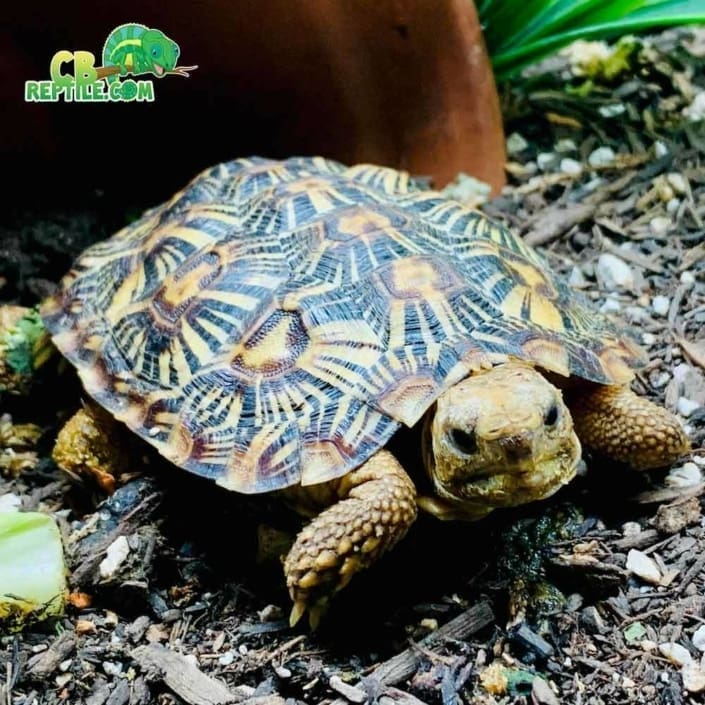 Pancake tortoise for sale online | baby African Pancake tortoises
