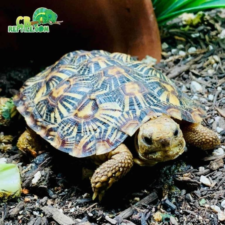Pancake tortoise for sale online | baby African Pancake tortoises