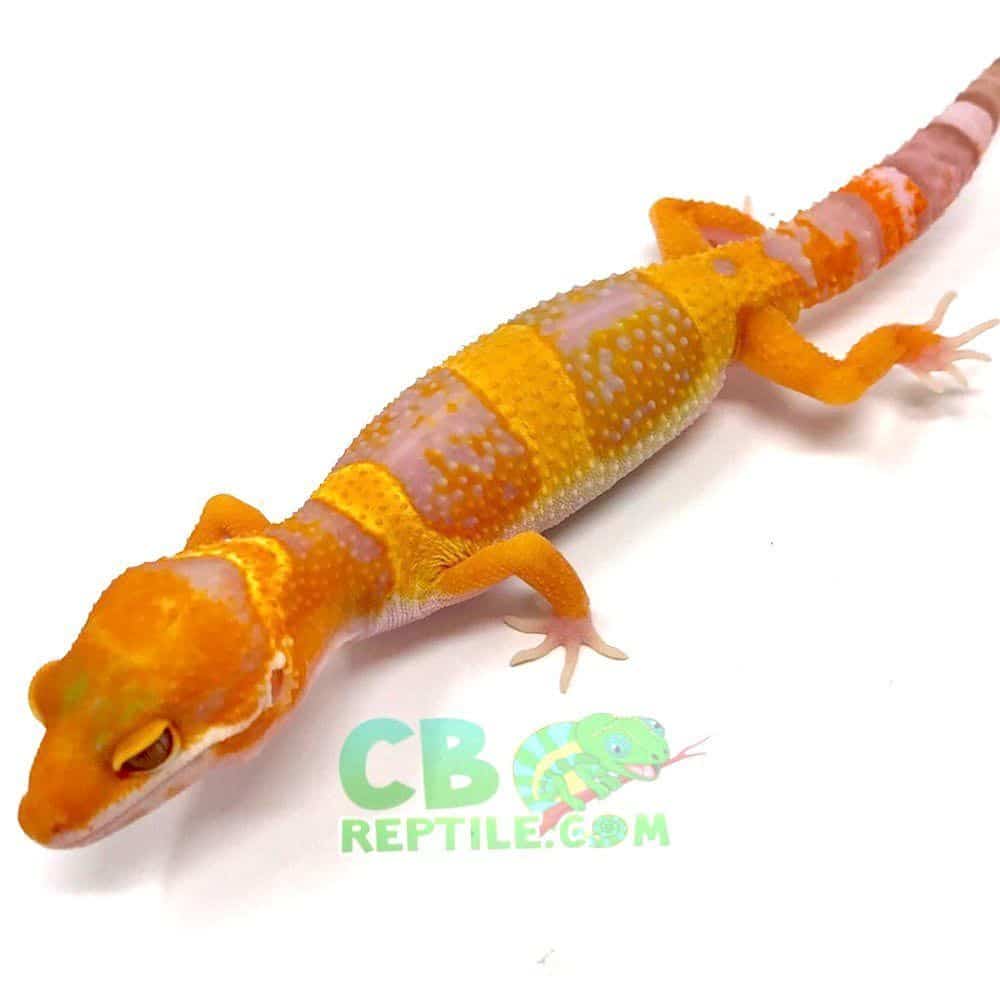 leopard gecko care sheet | learn leopard gecko care information