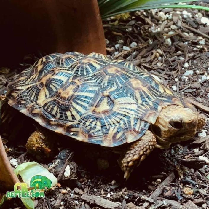 Pancake tortoise for sale online | baby African Pancake tortoises