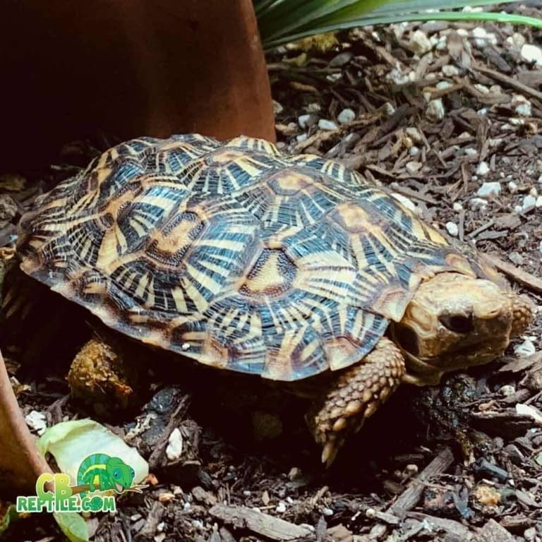 Pancake tortoise for sale online | baby African Pancake tortoises