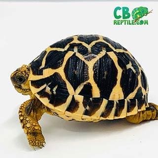 Star tortoises for sale | Indian Star tortoises | Burmese | Sri Lankan