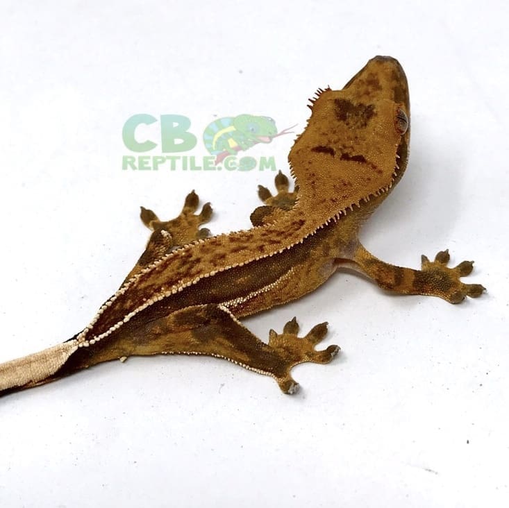Tiger crested gecko for sale online buy baby tiger crested geckos for ...
