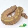 Ball Python Care Sheet | Diet | Habitat | Temperature | Breeding | Baby