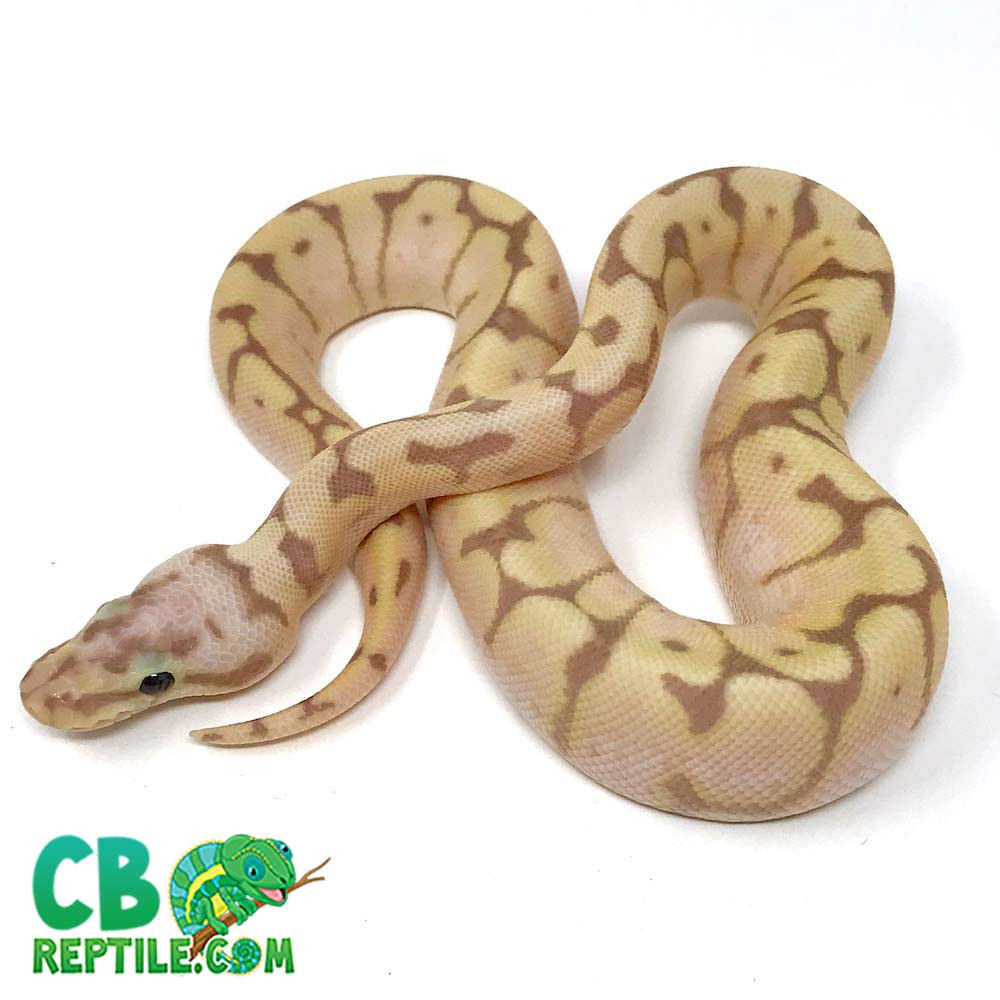 banana bee ball python - CB Reptile | Geckos for sale | Chameleons for ...