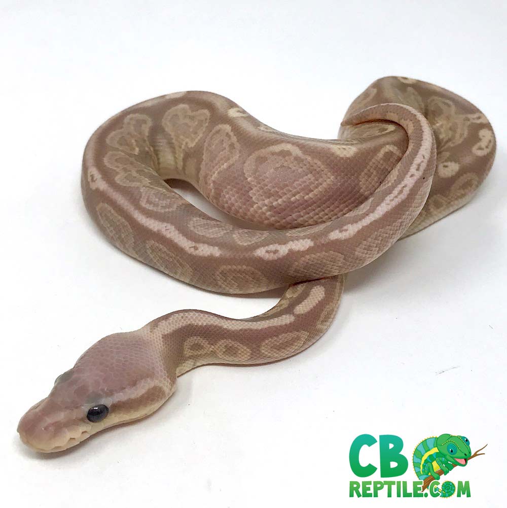 Banana Pewter ball python for sale | baby Banana pewter ball pythons
