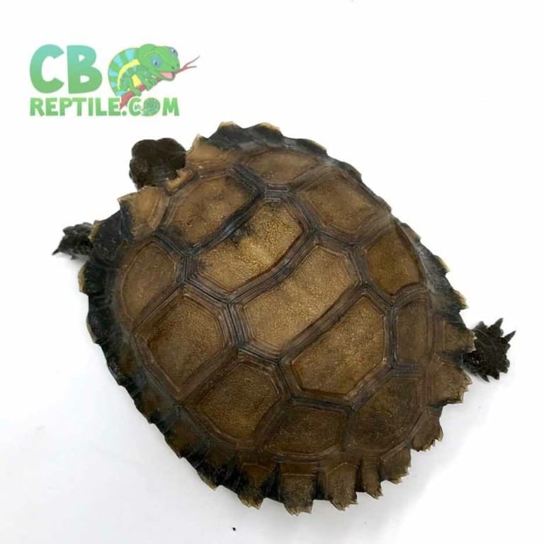 Burmese Mountain tortoise for sale baby Burmese black tortoise