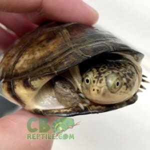 Turtles for sale near me baby aquatic water turtles for sale online