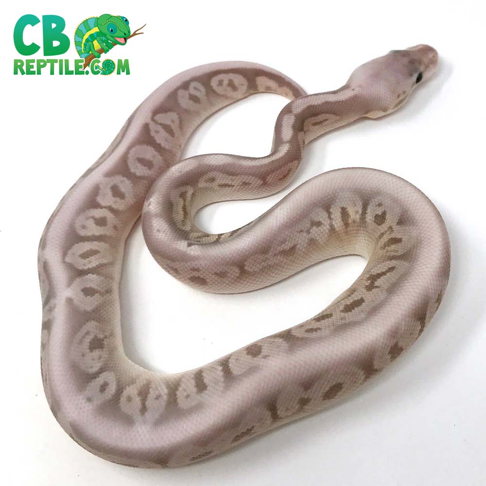 ball python lifespan ball python life expectancy ball python life