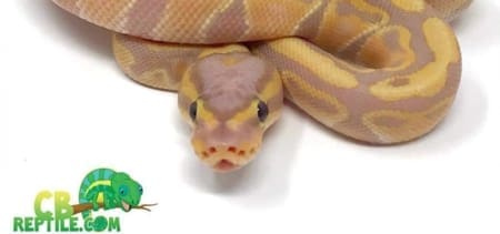 ball python size ball python growth ball python sizing