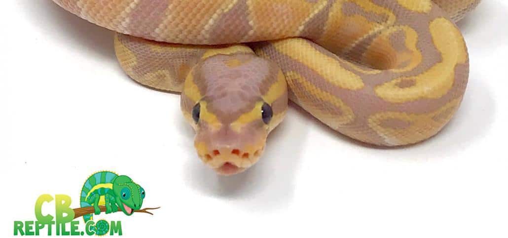 ball python size ball python growth ball python sizing