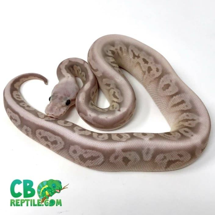 ball python handling ball python holding how to hold a ball python