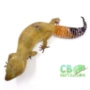 Hypomelanistic Leopard gecko for sale online baby leopard geckos