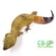 Hypomelanistic Leopard gecko for sale online baby leopard geckos