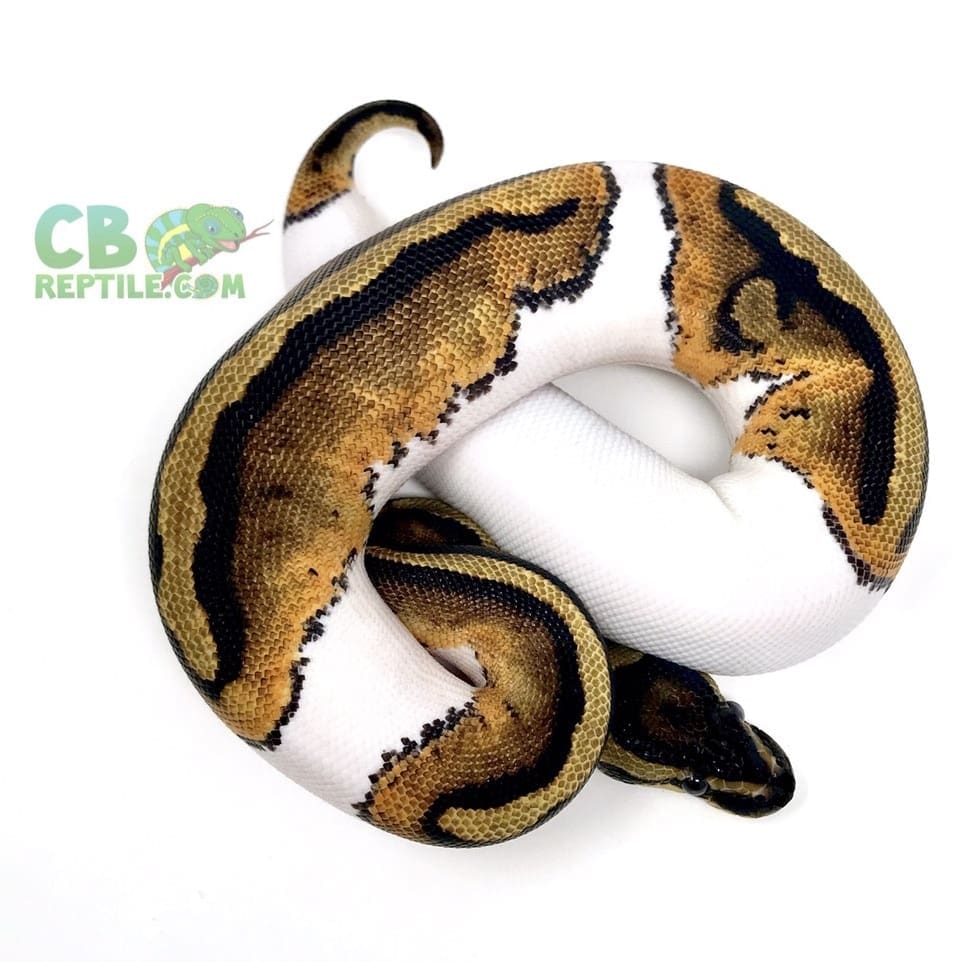 Female Piebald ball python for sale | buy female piebald ball pythons