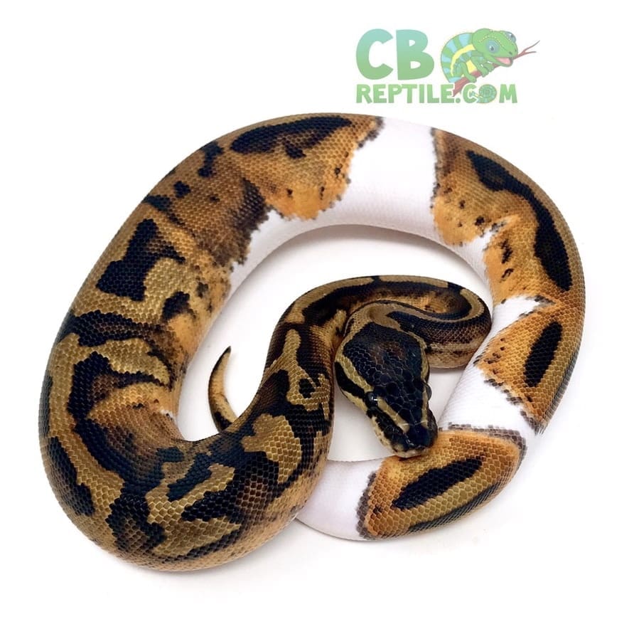 piebald ball python for sale online baby pie bald ball pythons for sale ...